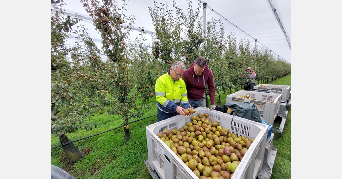 Comincia la raccolta delle pere Sweet Sensation