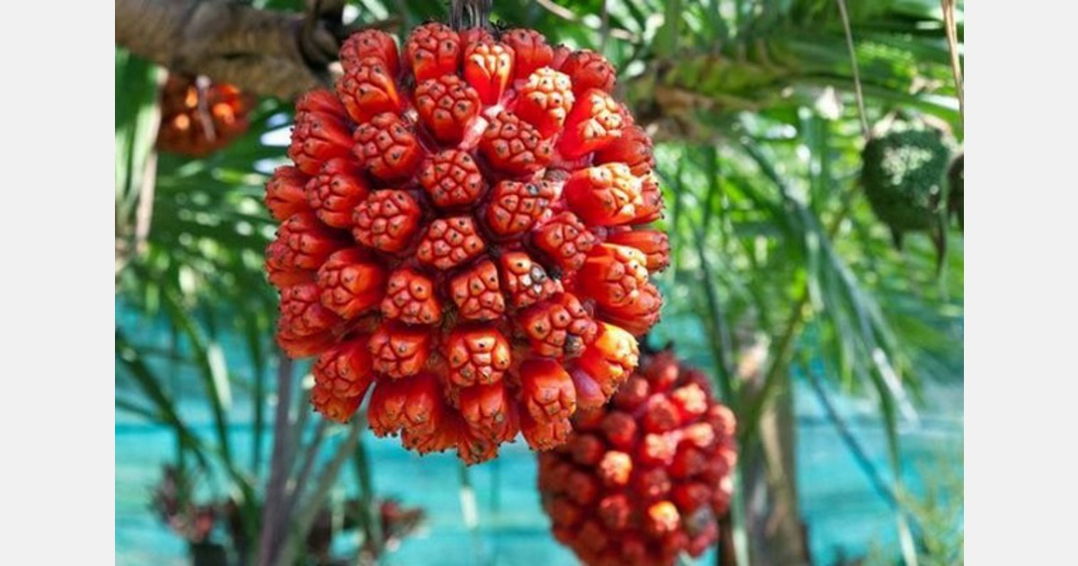 "Con lo Hala Fruit in assortimento abbiamo sicuramente un prodotto che ...