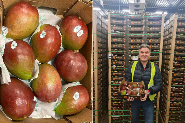 "I primi mango Tommy Atkins arrivano su un buon mercato"