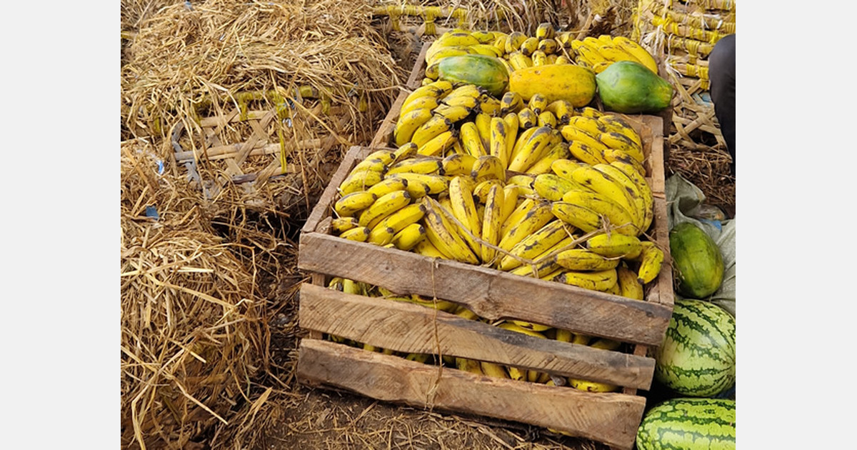 In Tanzania la maturazione delle banane avviene in cesti di vimini con ...