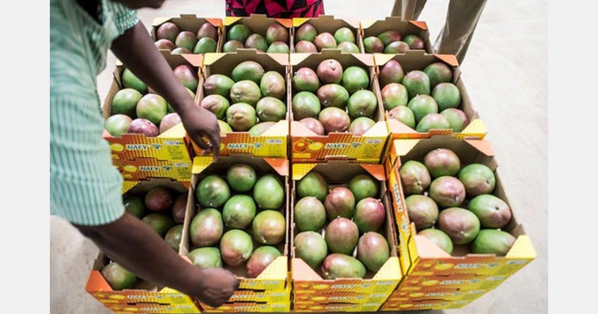 "Nelle prossime settimane mancherà mango in Belgio"