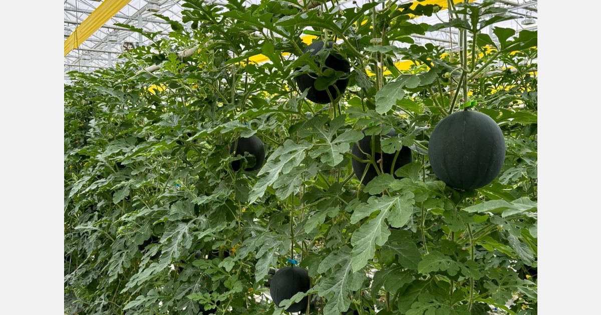 "Per le nostre mini angurie rileviamo un interesse sempre più marcato ...