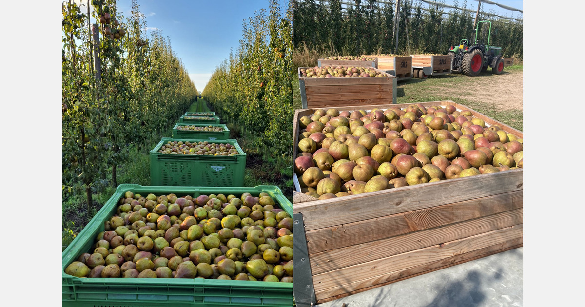 La raccolta delle pere Sweet sensation è in pieno corso