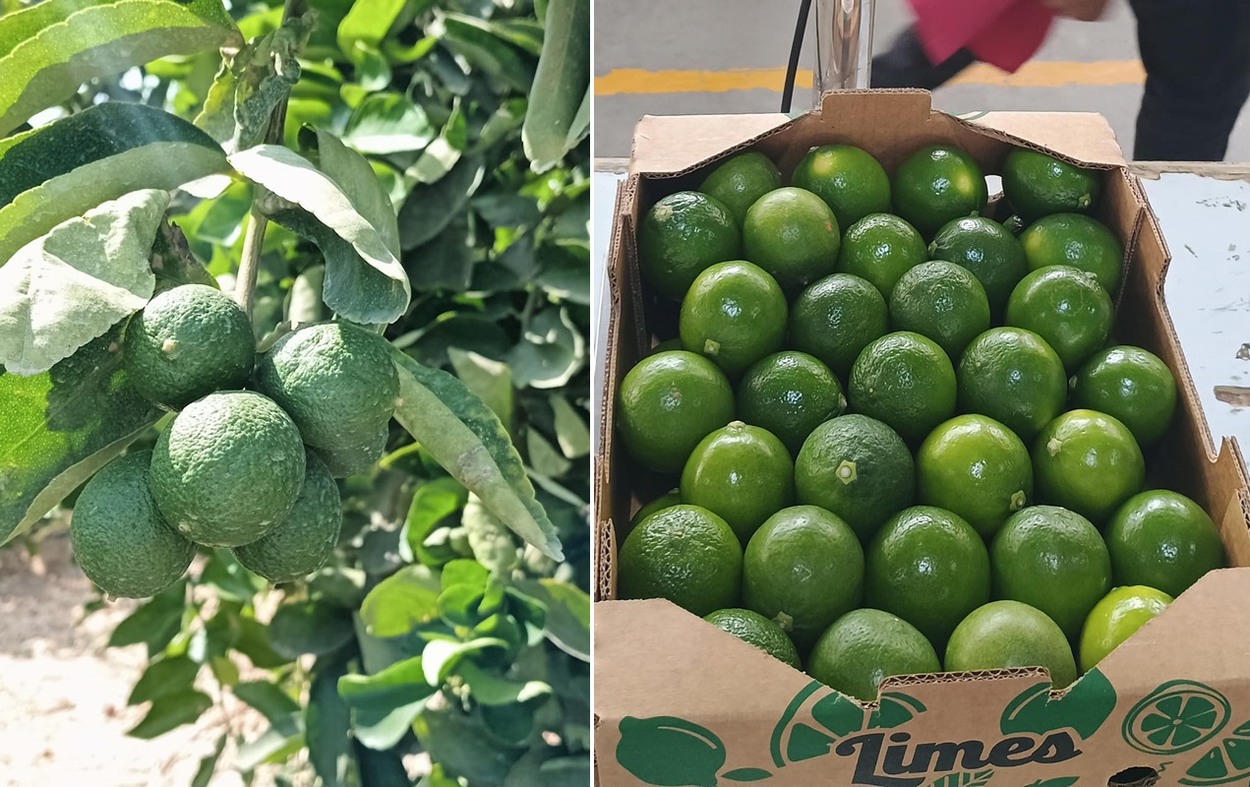 "Con la nostra produzione di lime in Perù speriamo di conquistare una ...