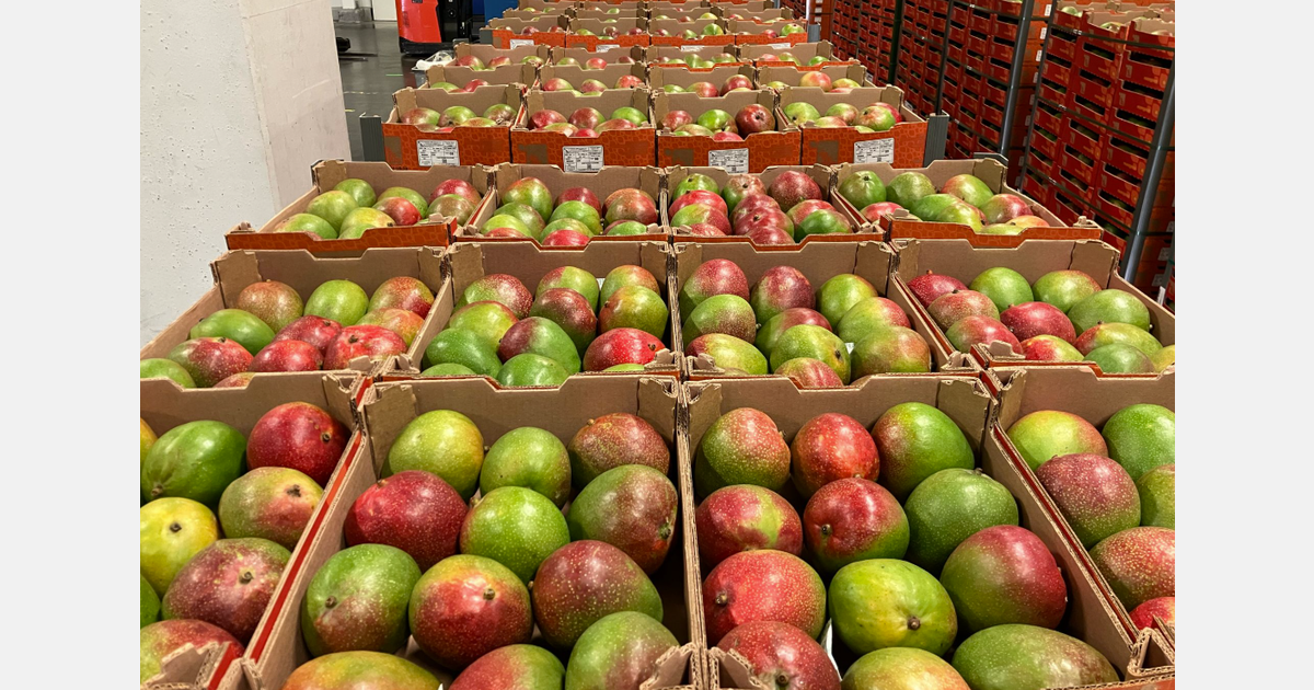 "Le sfide logistiche causano volatilità nella fornitura dei mango ...