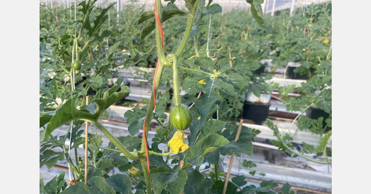 "Ogni anno aumentiamo il nostro areale di mini angurie"