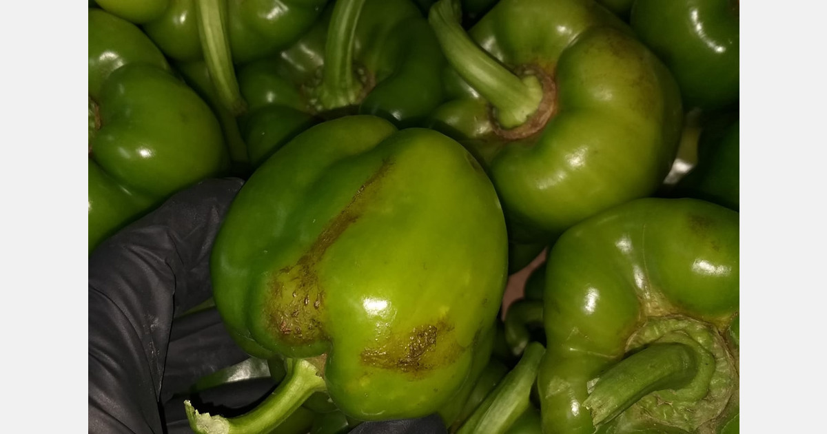 "I coltivatori spagnoli di peperoni sono sotto pressione a causa del tripide Parvispinus"