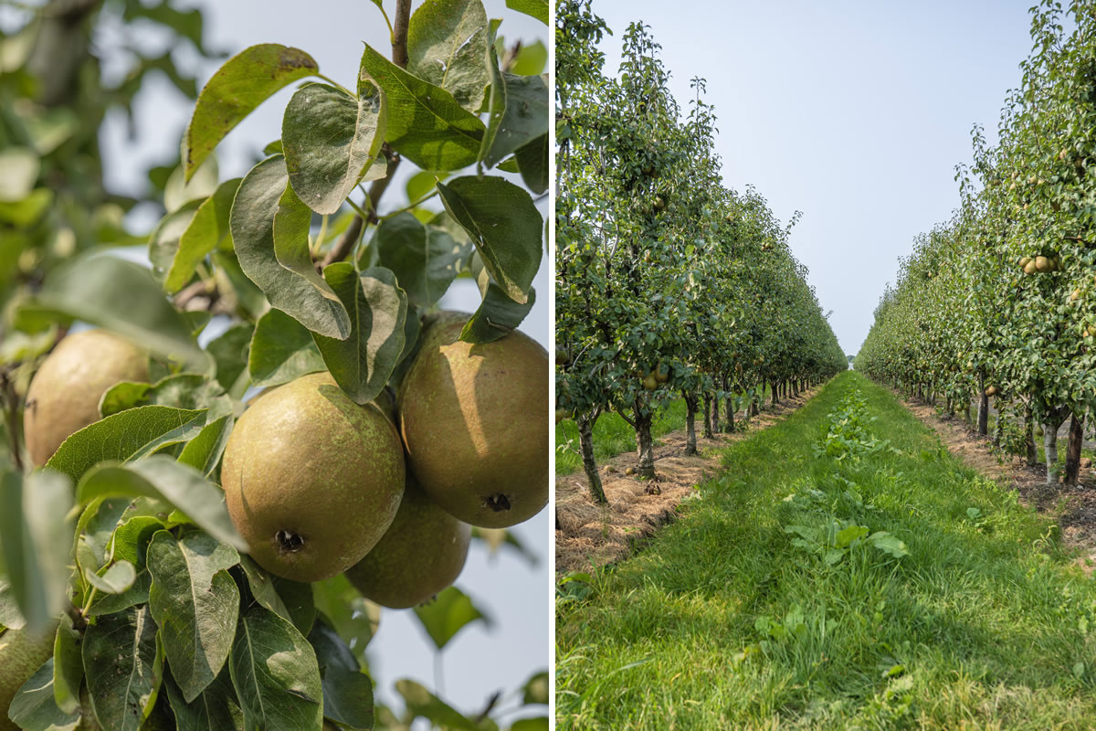 "Il prezzo delle pere di buona qualità è in ripresa, mentre il mercato delle mele fatica a ...