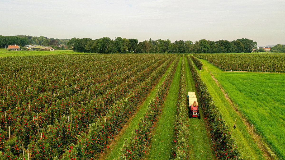 "Il prezzo delle pere di buona qualità è in ripresa, mentre il mercato delle mele fatica a ...