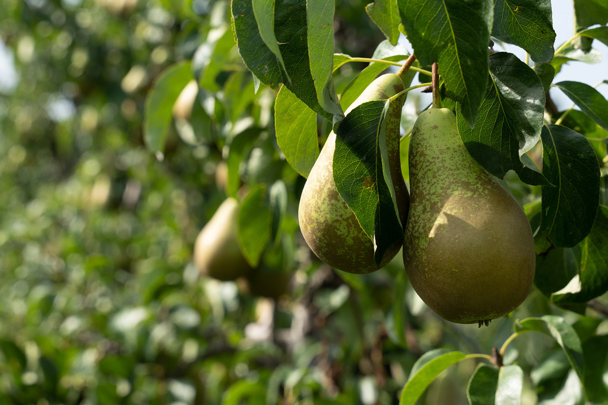 "Il prezzo delle pere di buona qualità è in ripresa, mentre il mercato delle mele fatica a ...