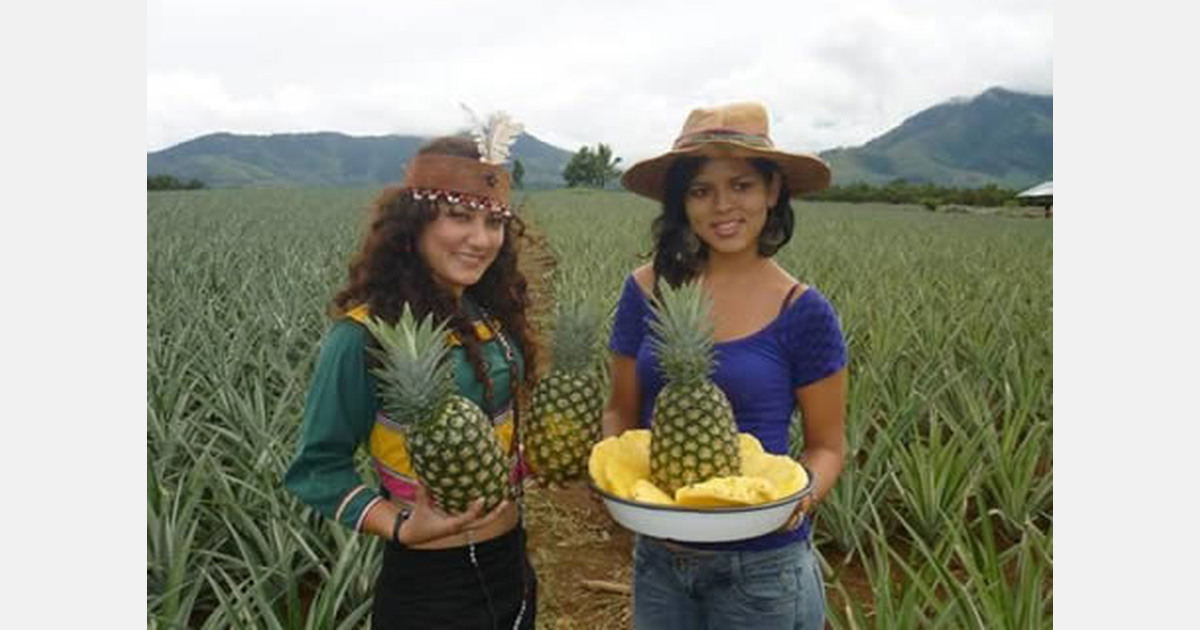 Gli ananas Golden peruviani diventano sempre piu' popolari