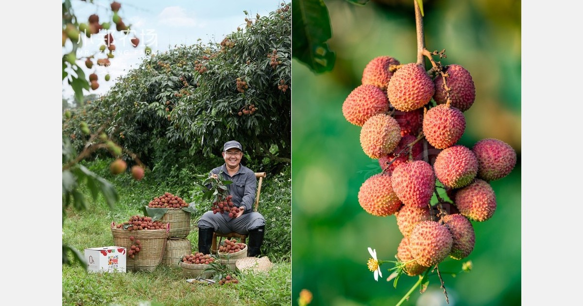 La stagione d'esportazione dei litchi cinesi prende il via