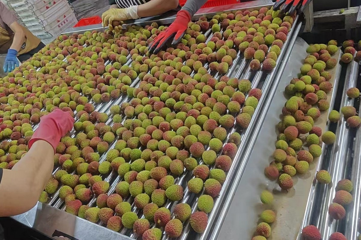 Un raccolto abbondante di litchi favorisce le esportazioni