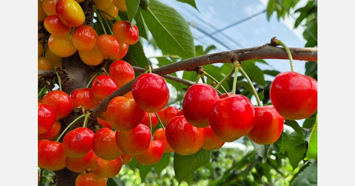 "Credo che la Skylar Rae abbia un grande potenziale in Asia"