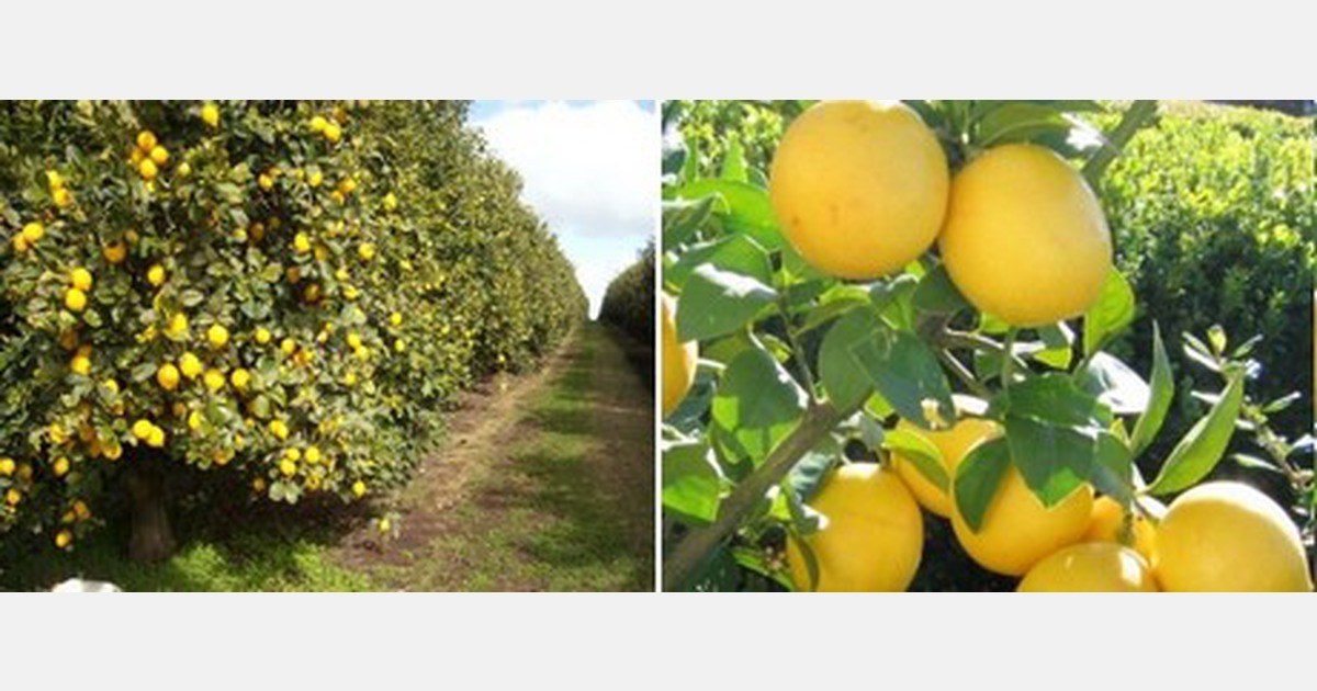 Israele: una maggiore quantita' di limoni porta a prezzi competitivi