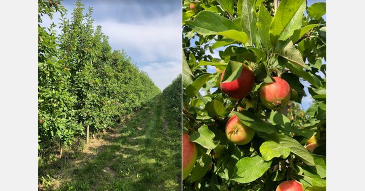 Previsto aumento dei volumi di mele precoci SweeTango
