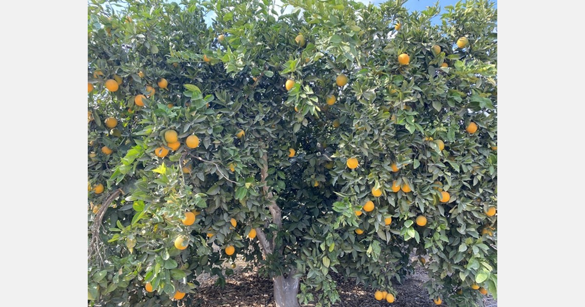 La stagione egiziana delle arance Valencia e' in pieno svolgimento