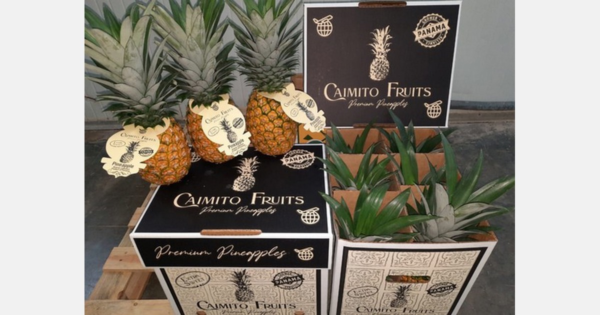 La domanda di ananas golden premium è in aumento
