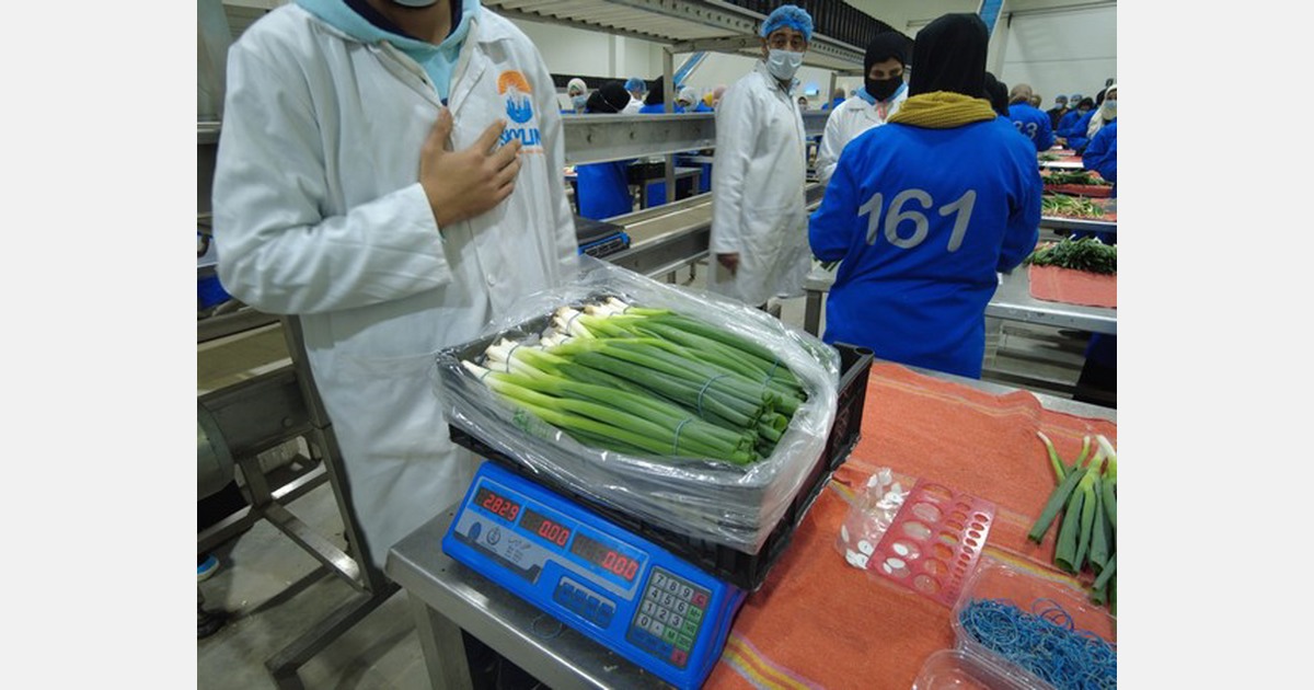 La raccolta dei cipollotti egiziani è stata ritardata a metà ottobre