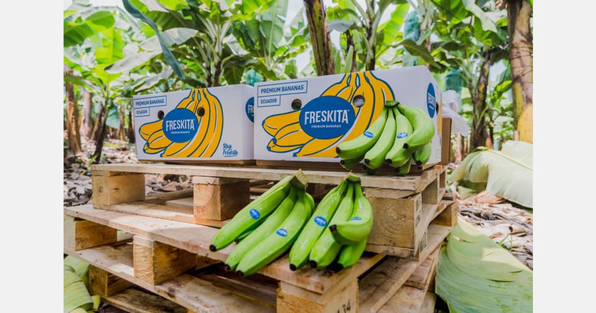 Esportatore di banane ecuadoriano punta a una crescita delle vendite a ...