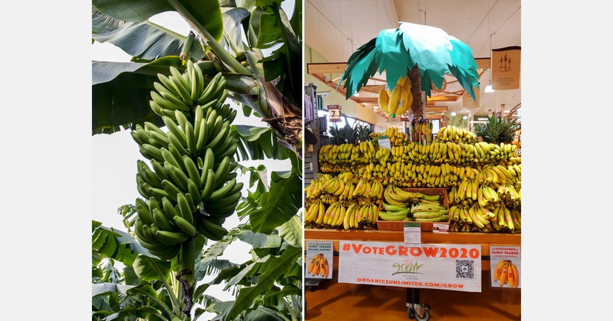 La fornitura di banane biologiche è più bassa del solito