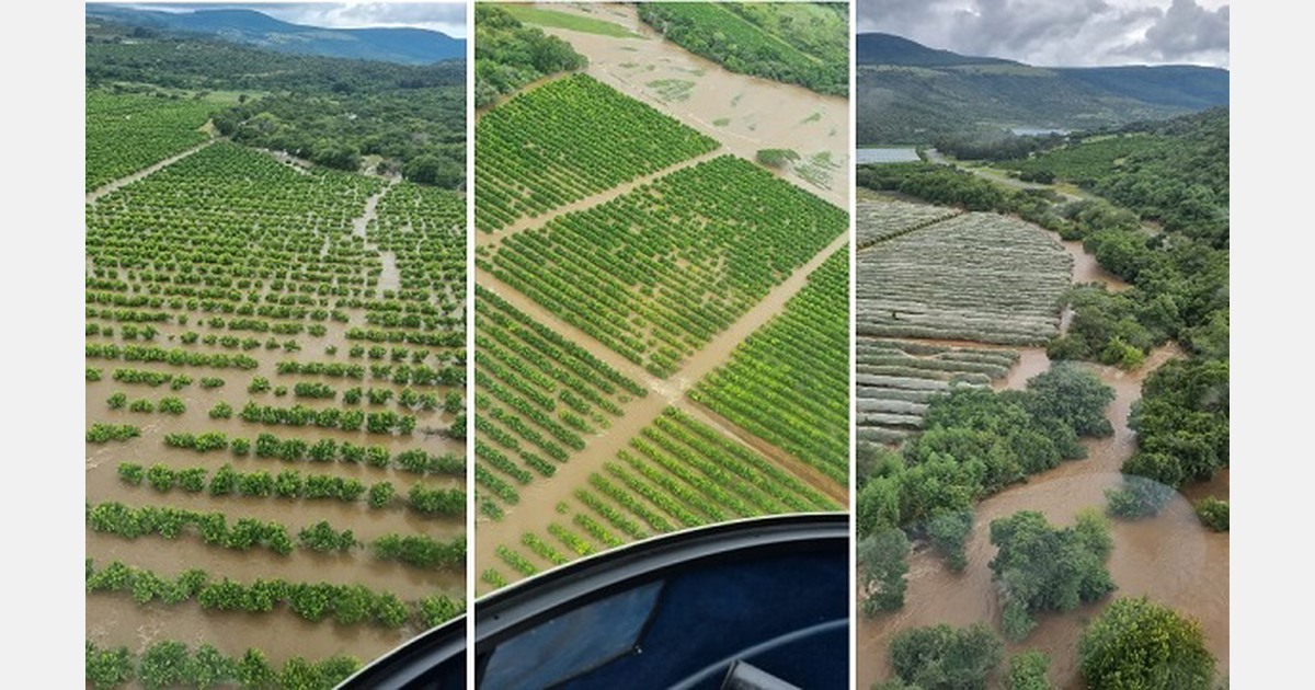 Le forti piogge ritardano la raccolta dei limoni in Sudafrica