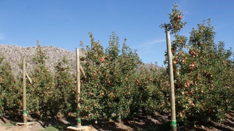 Quando le dighe iniziano a prosciugarsi, i coltivatori sudafricani di ...