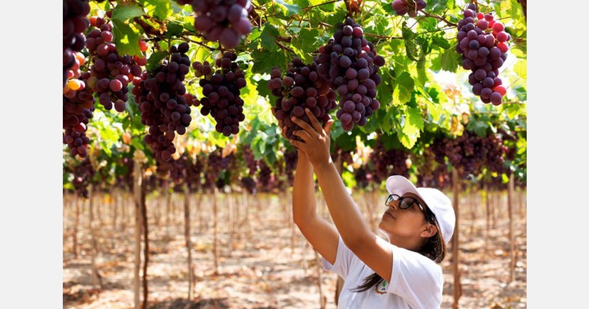 Le uve Red Globe fruttano ancora bene