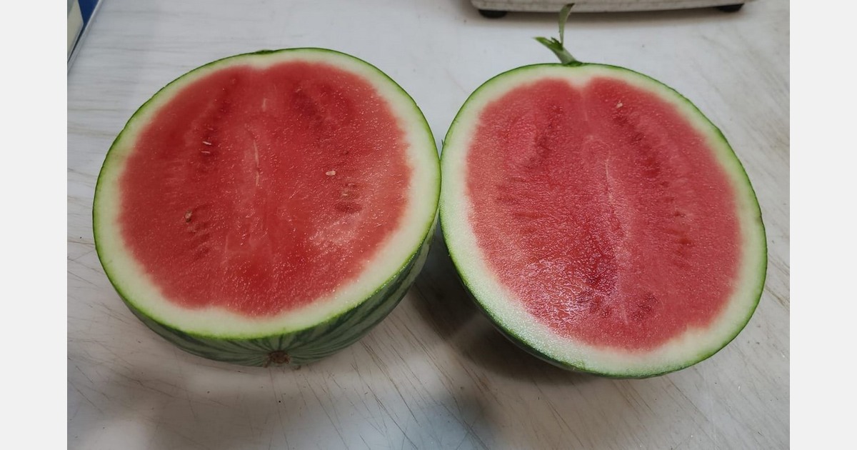 Comincia la stagione portoghese delle mini angurie