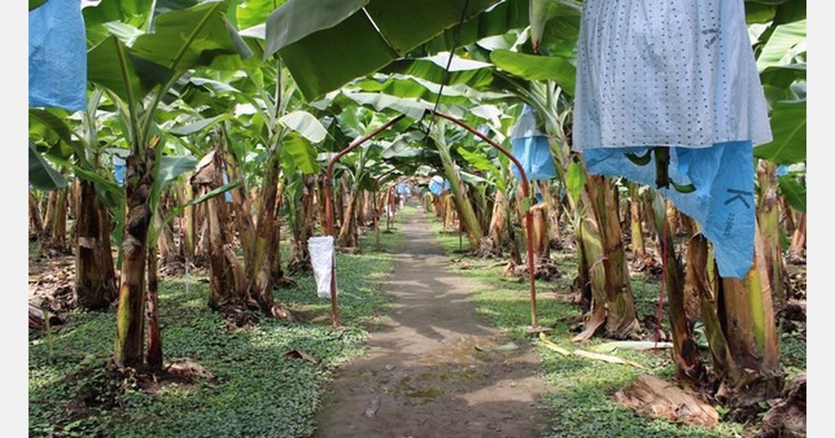 Pressione prevista sui prezzi delle banane