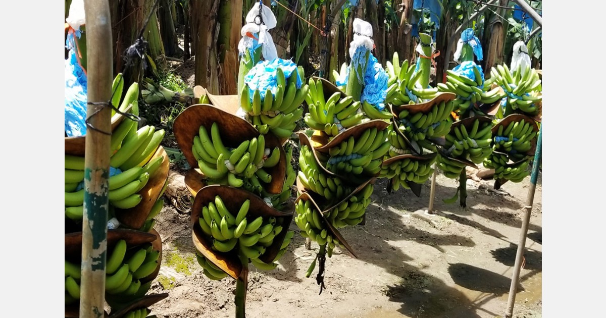 I prezzi delle banane ristagnano, anche se la produzione diminuisce