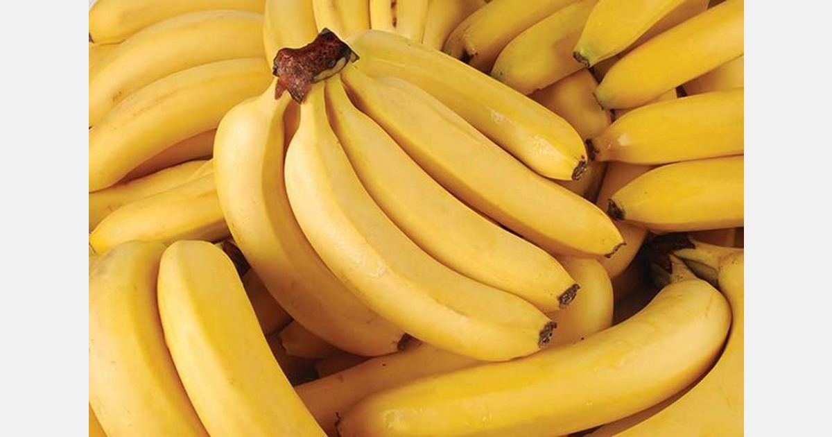 Il Marocco ha ripreso a importare banane dopo il notevole calo nell ...