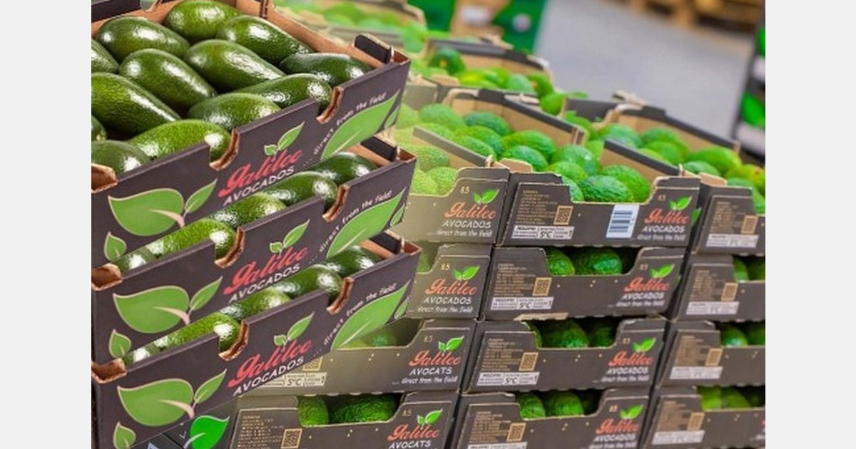 Continua la forte domanda europea di avocado da Israele