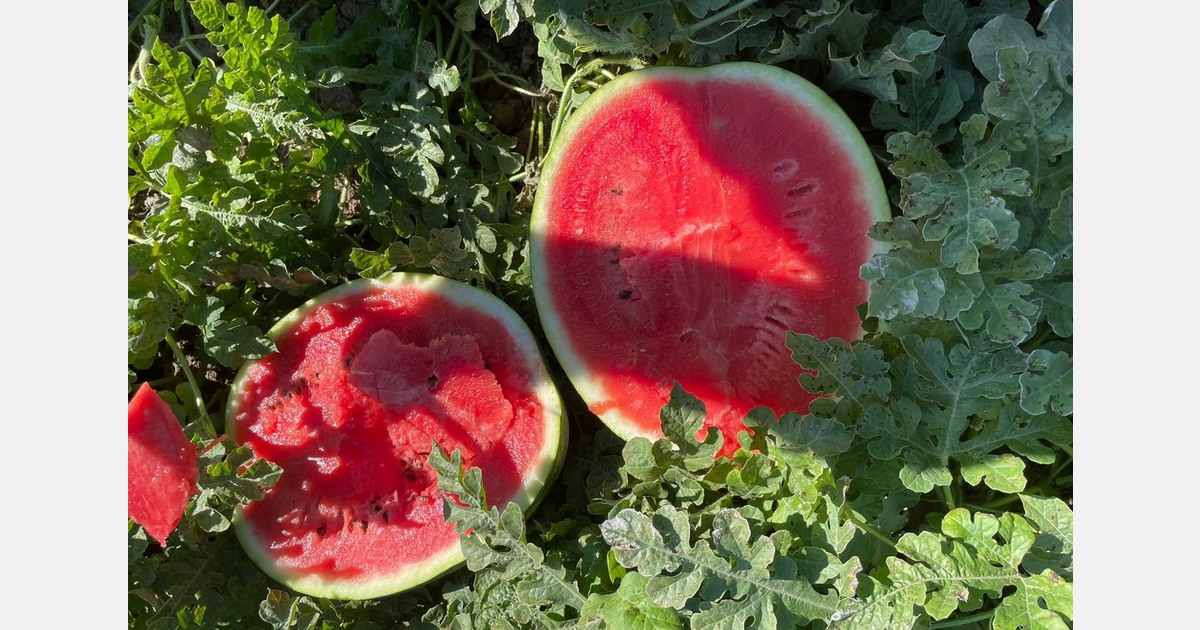 "La produzione di angurie è aumentata grazie alla distribuzione ...