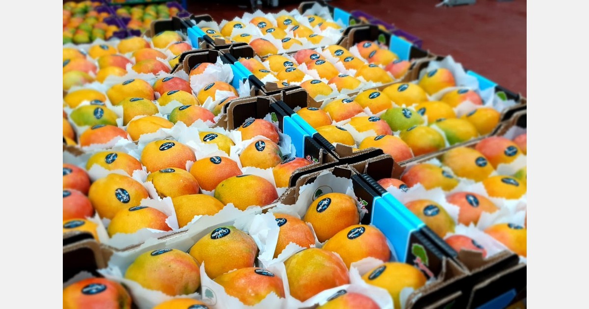 "La resa di mango in Israele è destinata a raddoppiare nella stagione 2024"