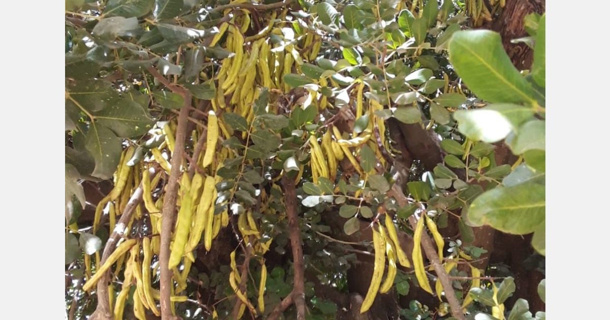 È arrivata sul mercato la carruba fresca dal Marocco