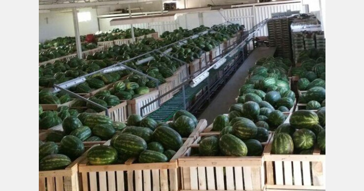 Angurie marocchine, prezzi migliori sul mercato locale rispetto all'export