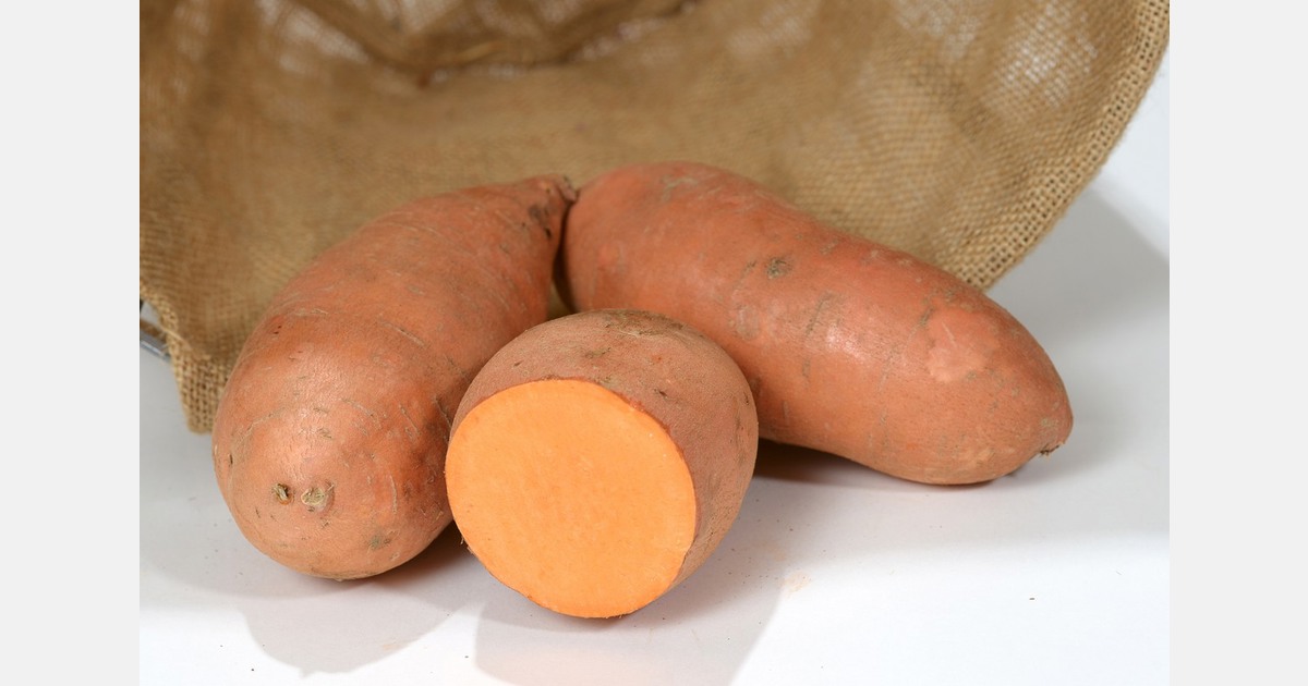 Cresce la popolarità della patata dolce Bellevue, ma l'importazione non ...