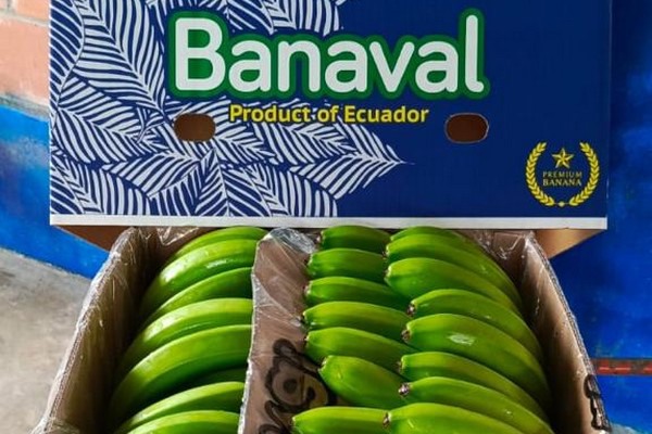 Siccità e Moko stanno causando una riduzione dei volumi di banane in ...