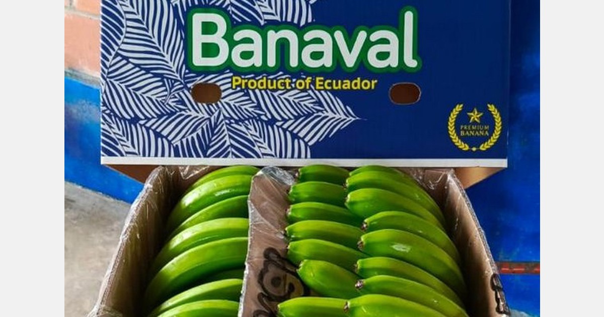 Siccità e Moko stanno causando una riduzione dei volumi di banane in ...