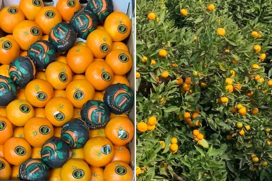 Le clementine di Berkane arriveranno presto