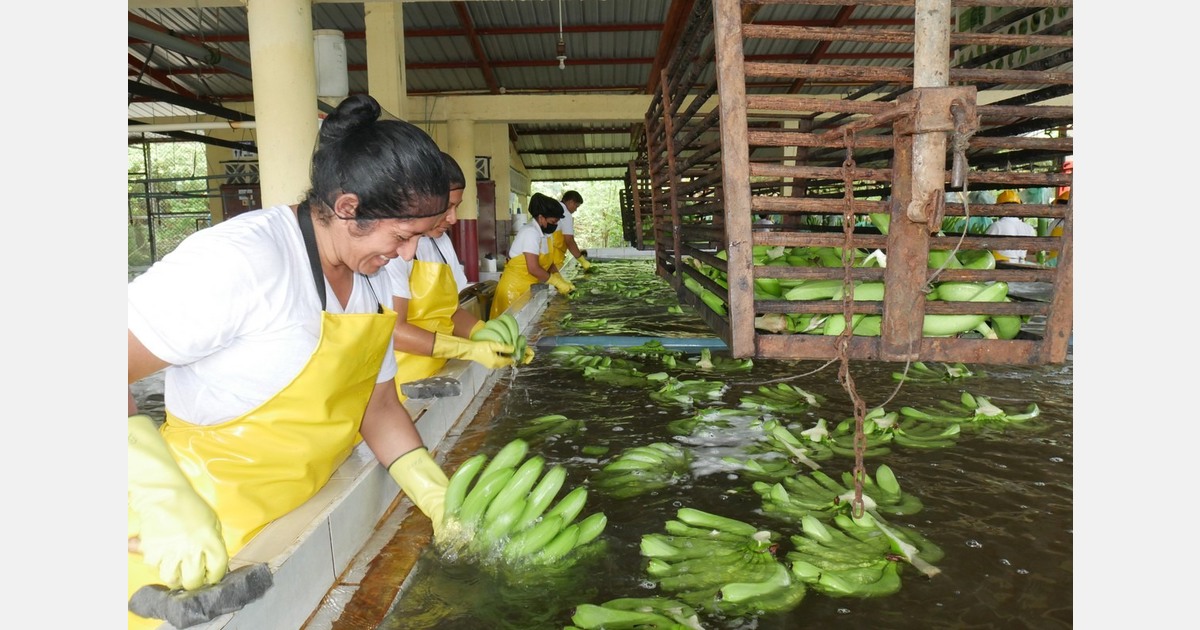 "Gli acquirenti europei si rivolgono di nuovo all'Ecuador per ottenere ...