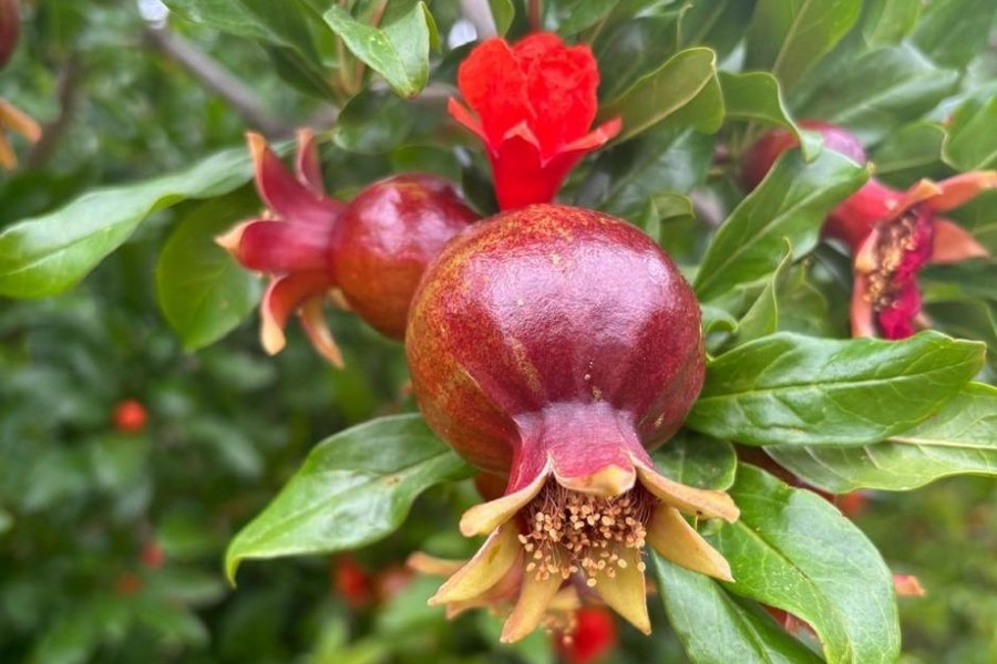 "Abbiamo ideato un piano per vendere tutte le melagrane che vengono ...