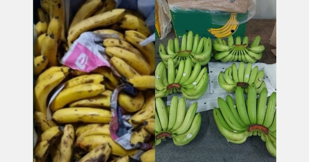 "Il nostro imballaggio mantiene le banane fresche più a lungo ed è ...