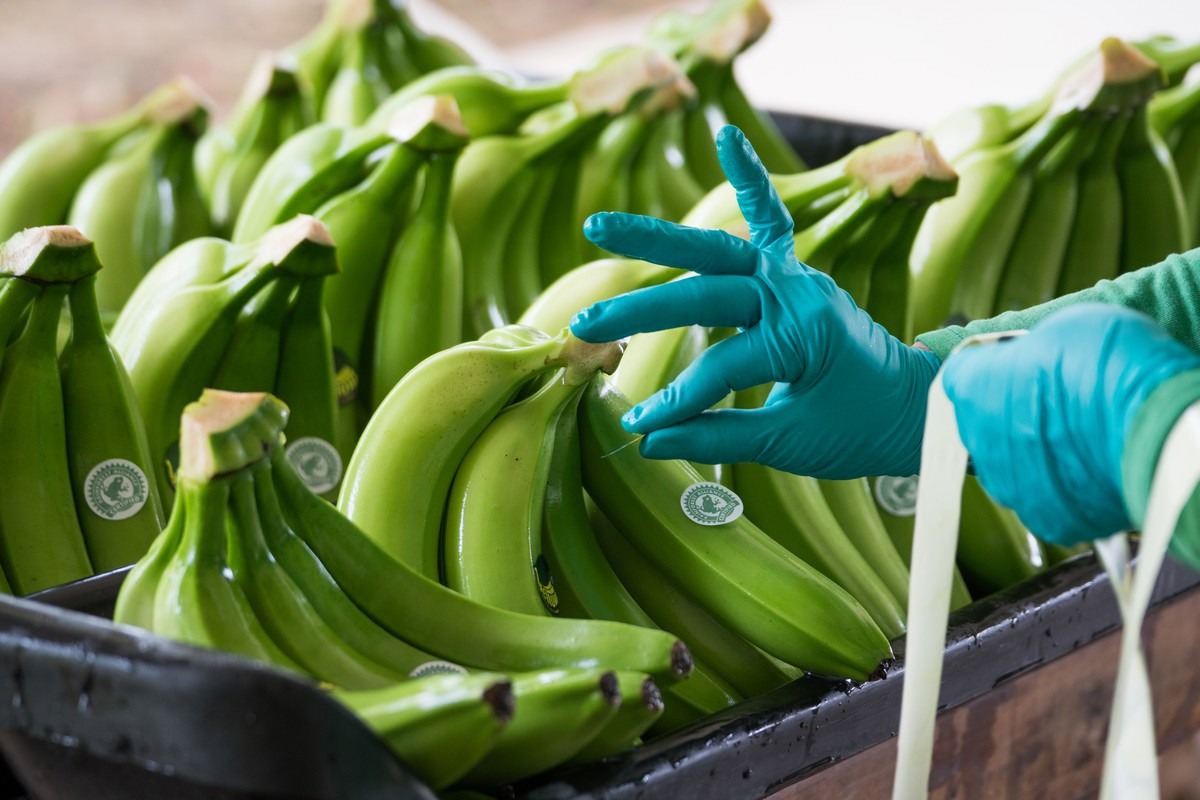 Il settore colombiano delle banane chiude la stagione 2024 con una nota ...
