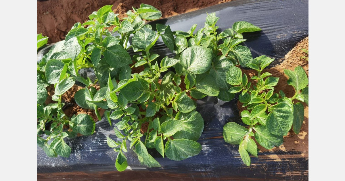 La superficie coltivata a patate riesce a malapena a mantenersi stabile