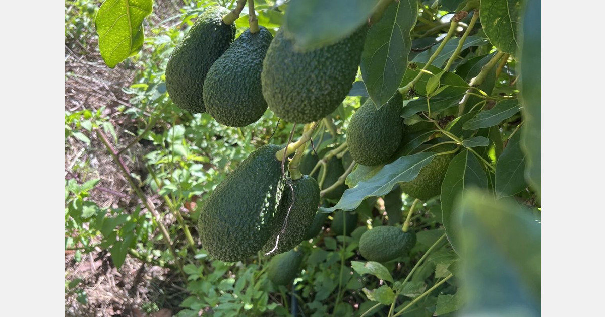 La metà degli avocado marocchini non è ancora stata raccolta