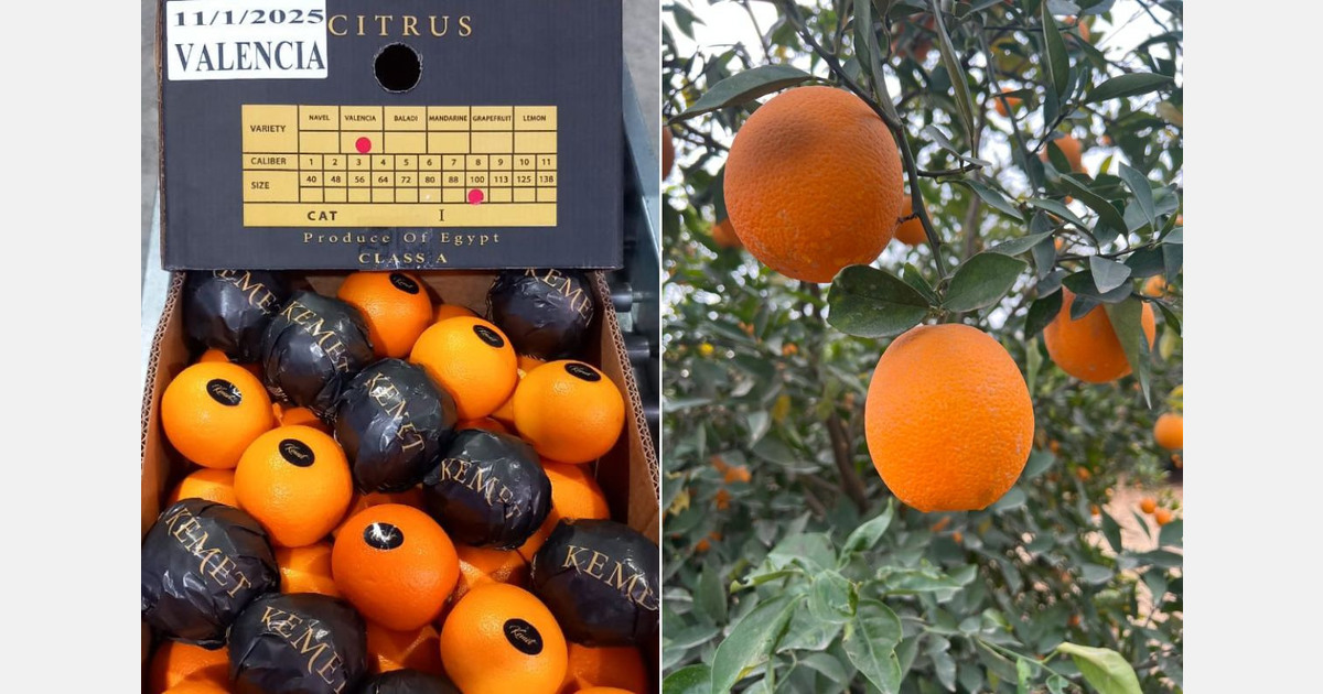 La campagna egiziana delle arance Valencia dovrebbe essere più breve ...
