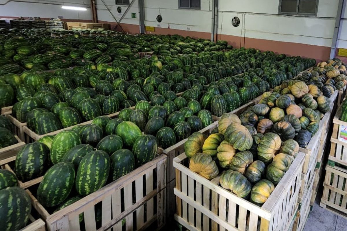 Marocco: la superficie coltivata ad angurie continua a diminuire