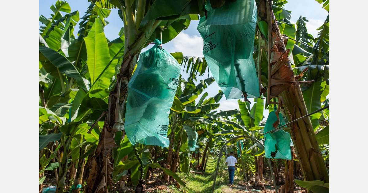 "La diversificazione del mercato delle banane è il futuro"